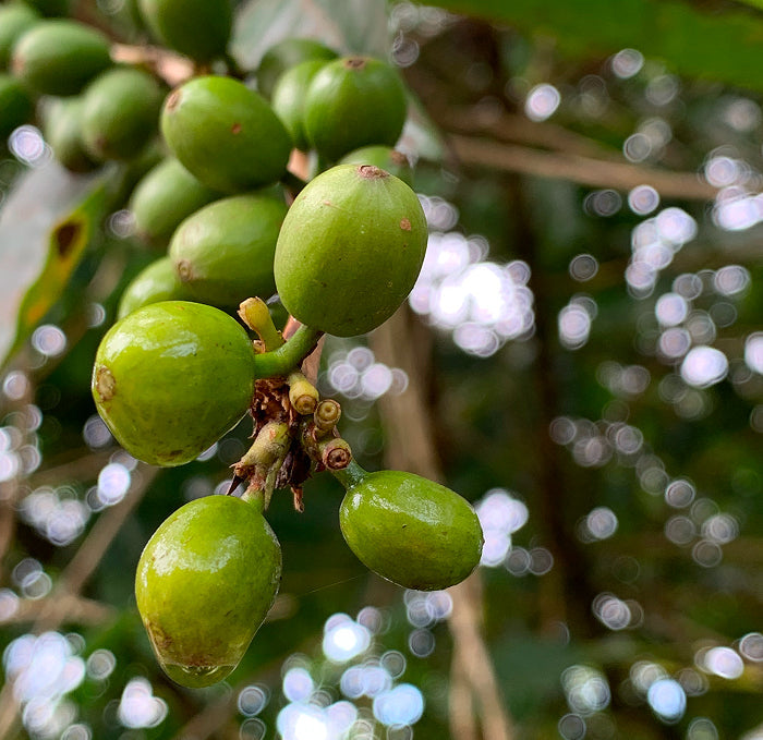 エスプレッソ（WANTOK）｜オにのオやつ